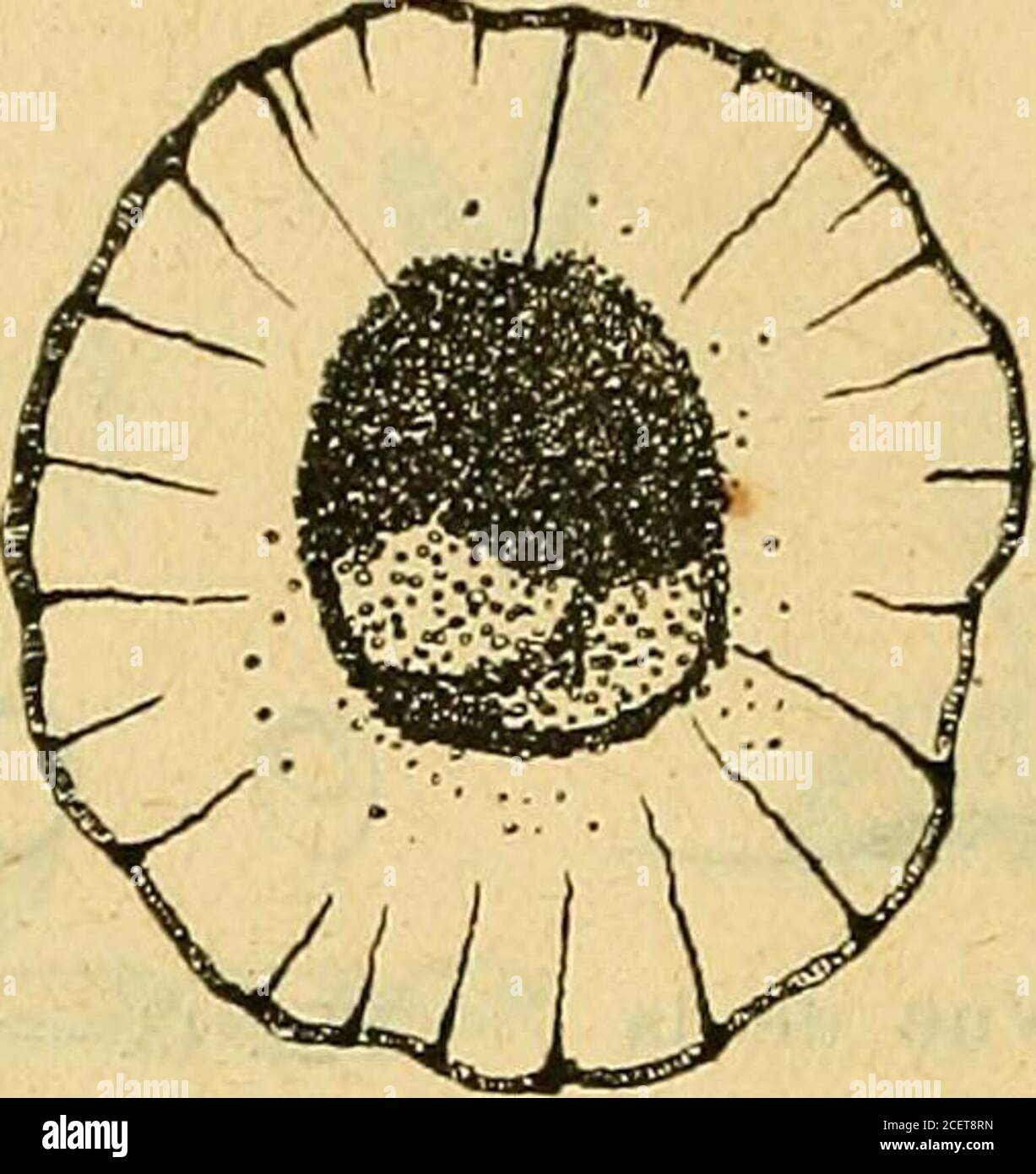Glucose et galactose hi-res stock photography and images - Alamy