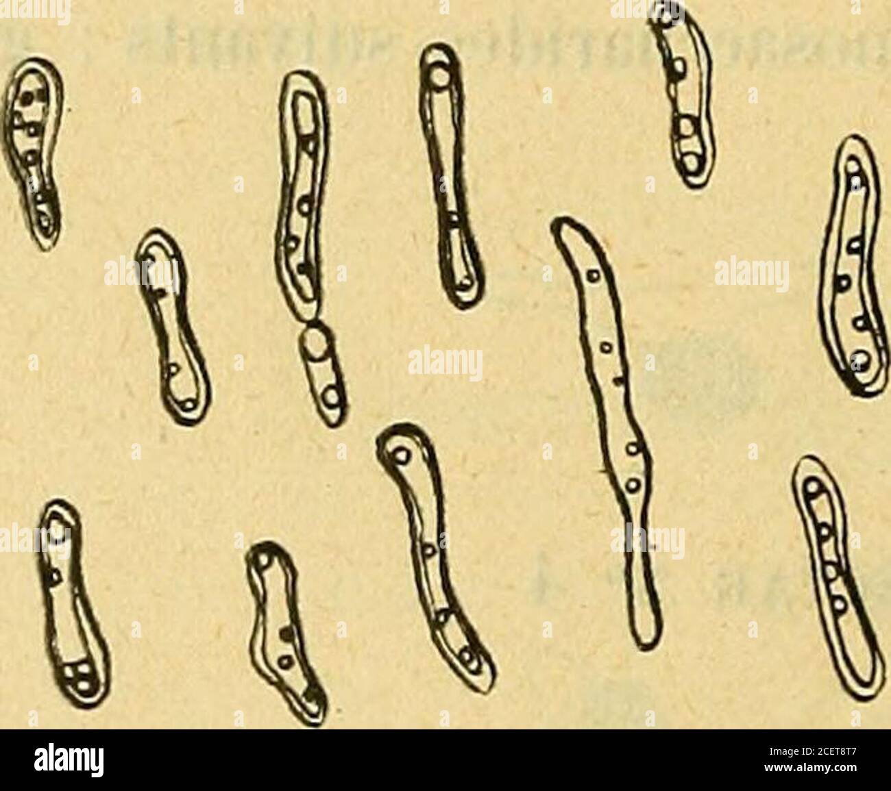 Verts de carotte hi-res stock photography and images - Alamy