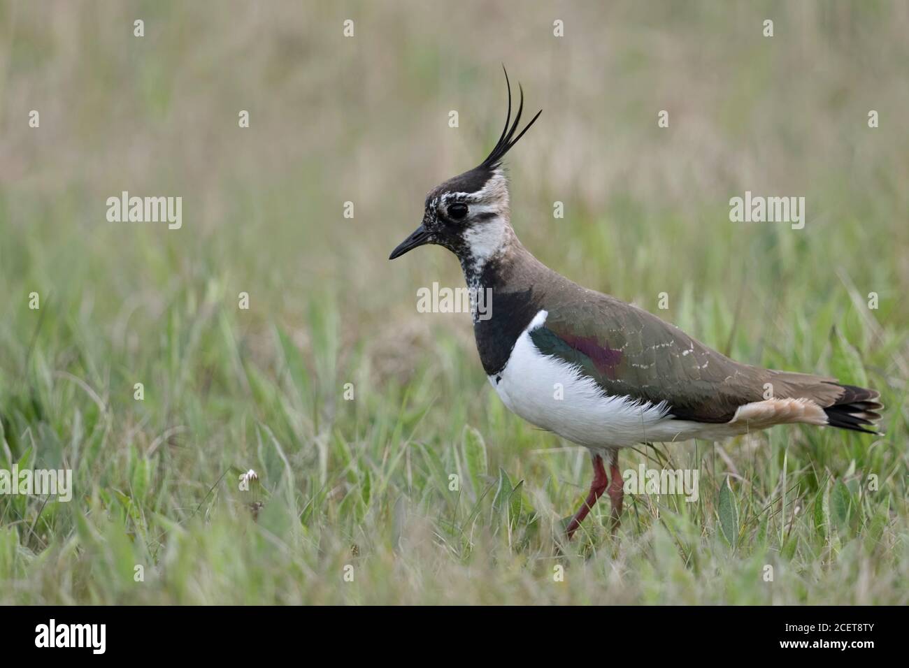Northern Lapwing / Kiebitz ( Vanellus vanellus ), adult female, resting ...