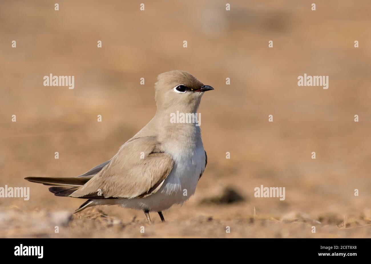 wildlife and birds of Pakistan Stock Photo - Alamy