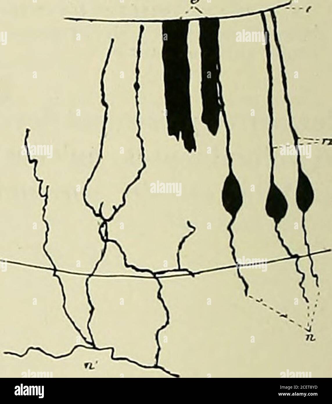 . Anatomie des centres nerveux. constitue lenerf olfactif (fig. 98 ...