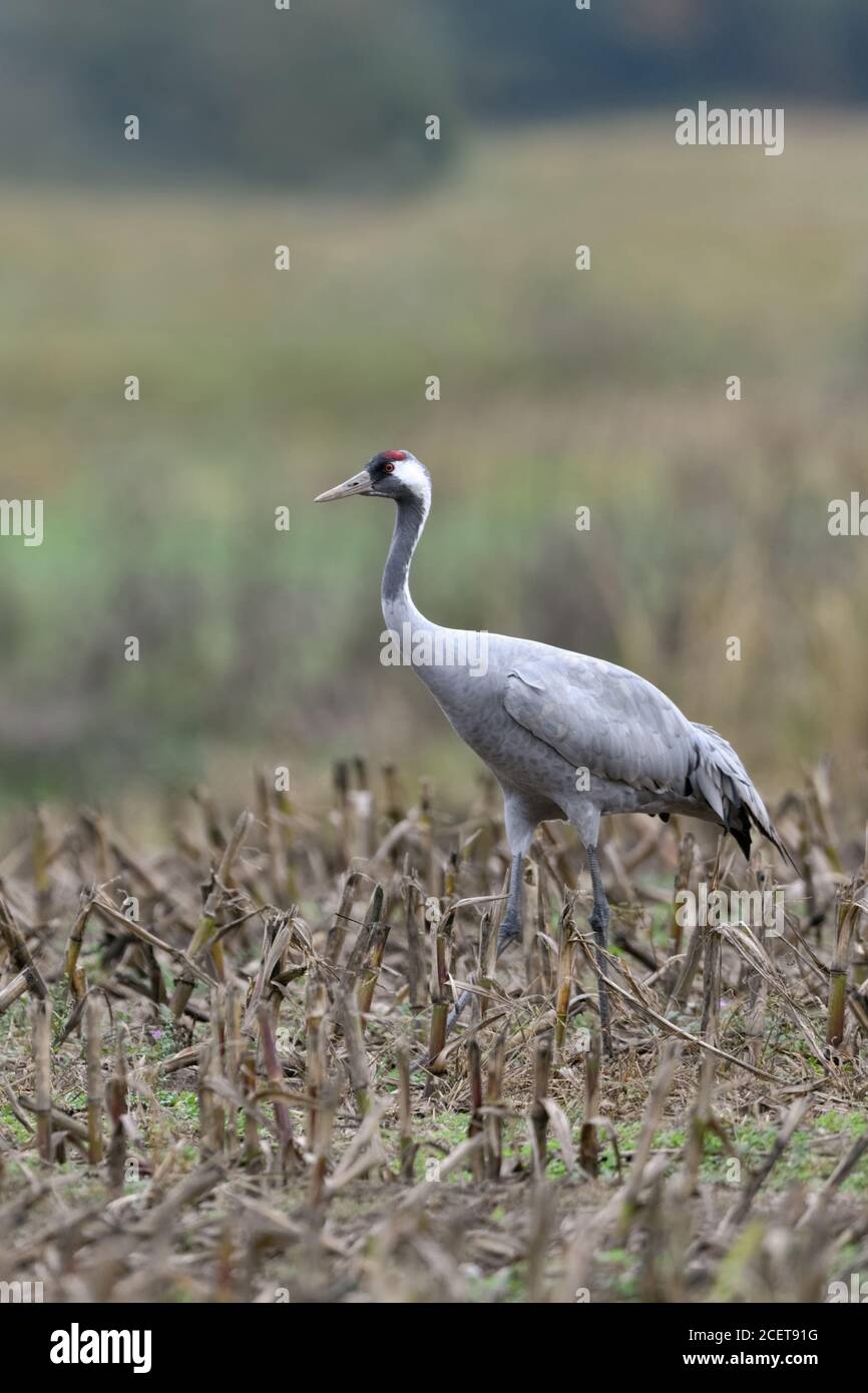 Common Crane ( Grus grus ), resting on farmland, corn field, migratory ...
