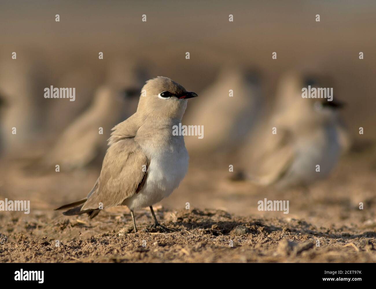wildlife and birds of Pakistan Stock Photo - Alamy