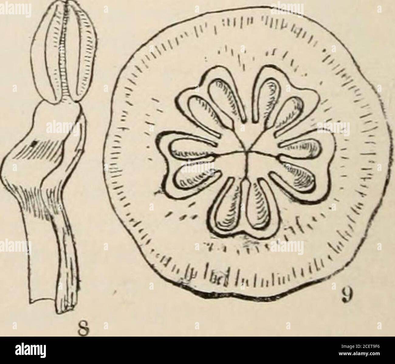 . The vegetable kingdom : or, The structure, classification, and uses ...