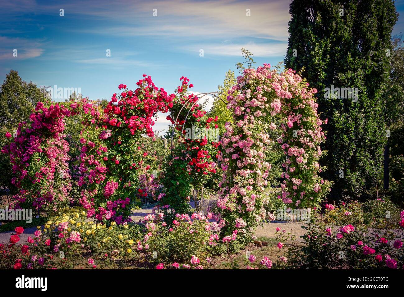 Two red roses different hi-res stock photography and images - Alamy