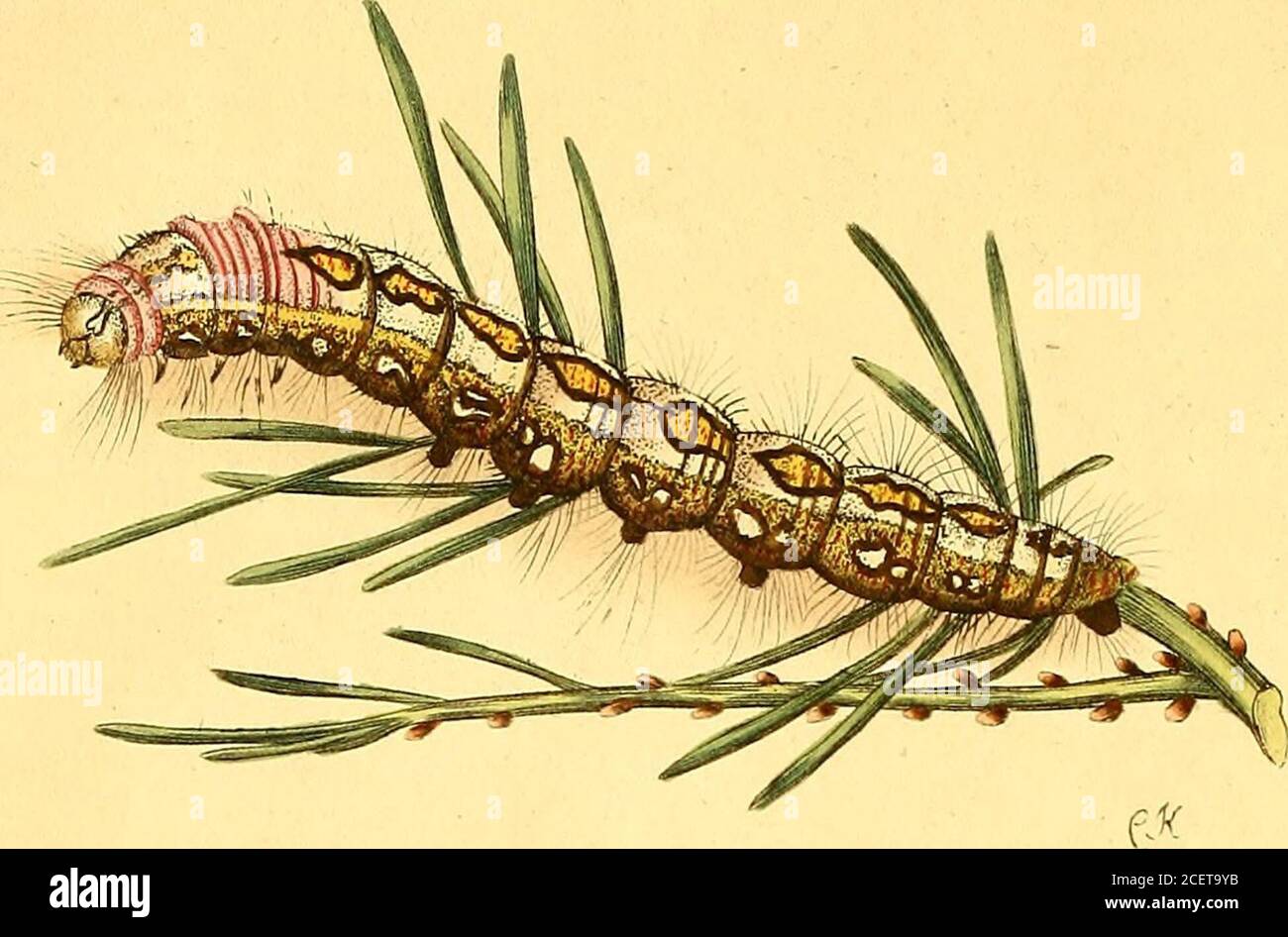 Corixa hi-res stock photography and images - Alamy