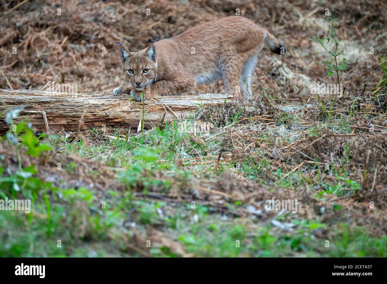 Beautiful and endangered lynx in the nature habitat Stock Photo - Alamy