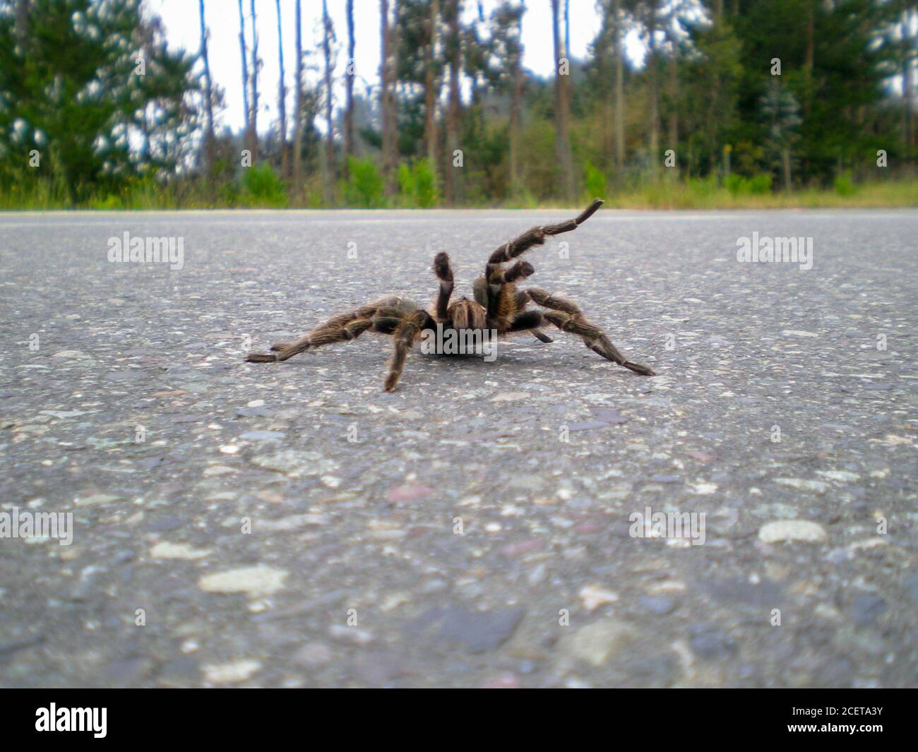 Hairy brown tarantula on the ground Stock Photo - Alamy
