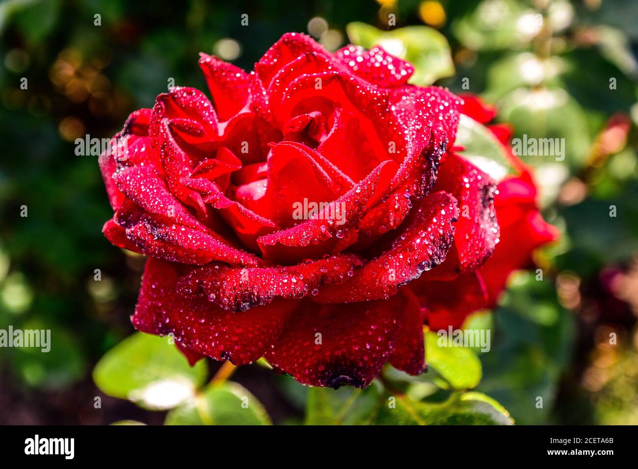 Beautiful roses of different colors with water drops Stock Photo - Alamy