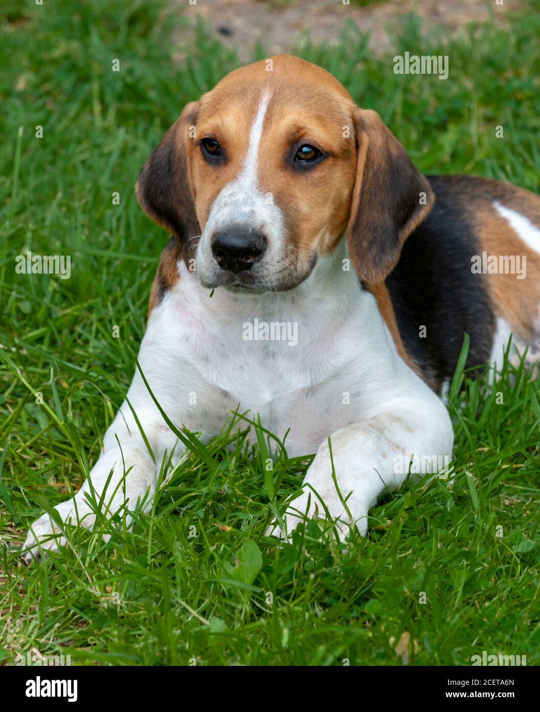 Fox hound puppies hi-res stock photography and images - Alamy