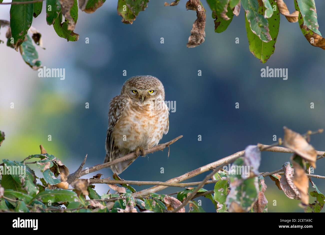 barn owl , scoops owl , dusky eagle owl, long eared owl, and spotted ...