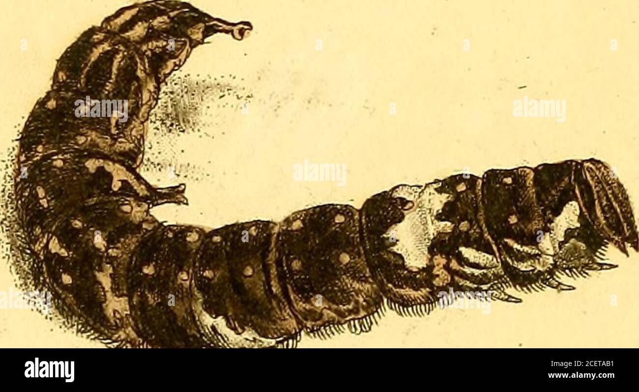 . The natural history of British insects : explaining them in their ...