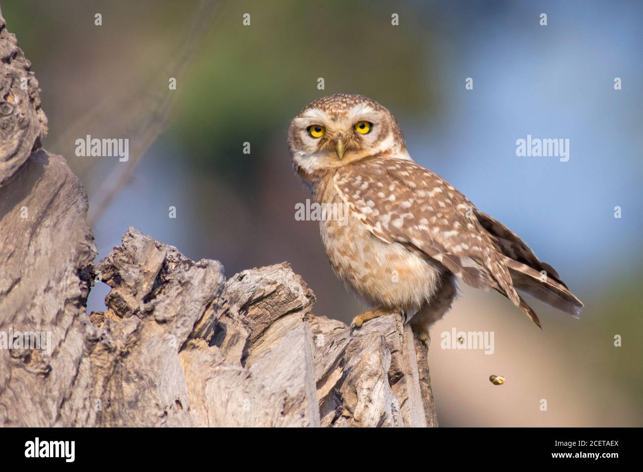 barn owl , scoops owl , dusky eagle owl, long eared owl, and spotted ...