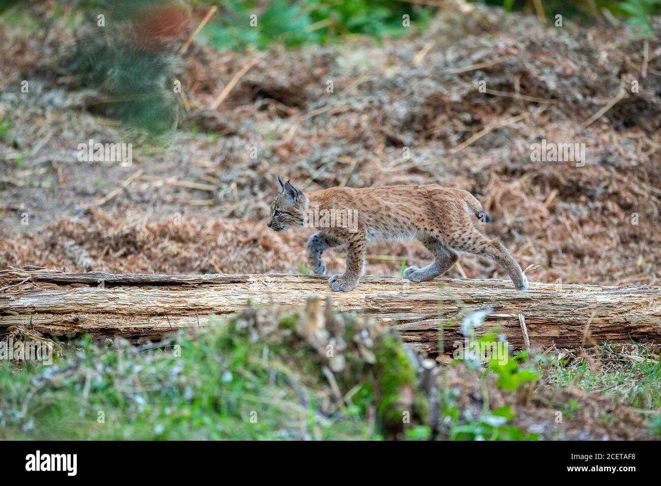 Beautiful and endangered lynx in the nature habitat Stock Photo - Alamy