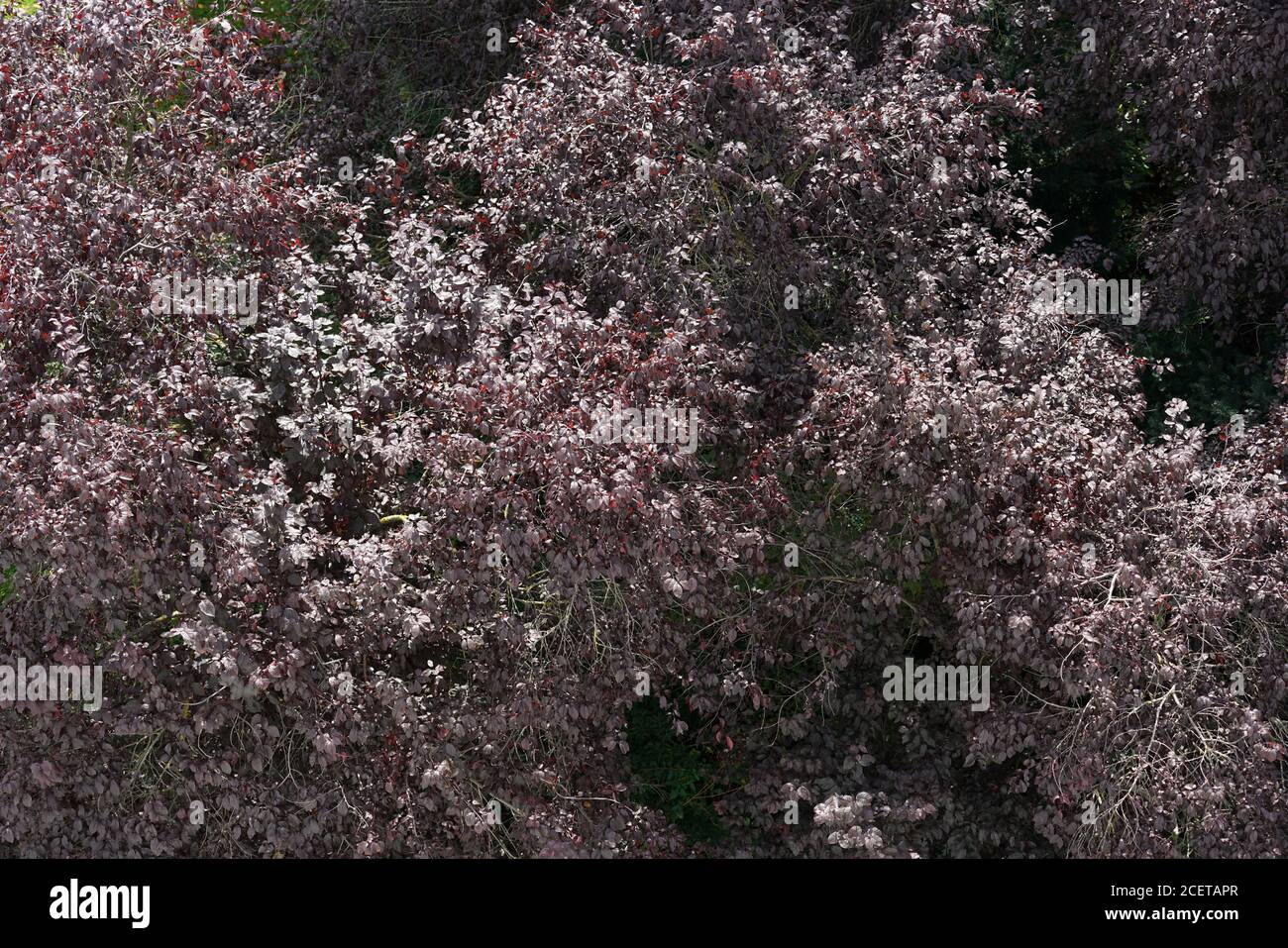 Beautiful foliage tree texture Stock Photo - Alamy
