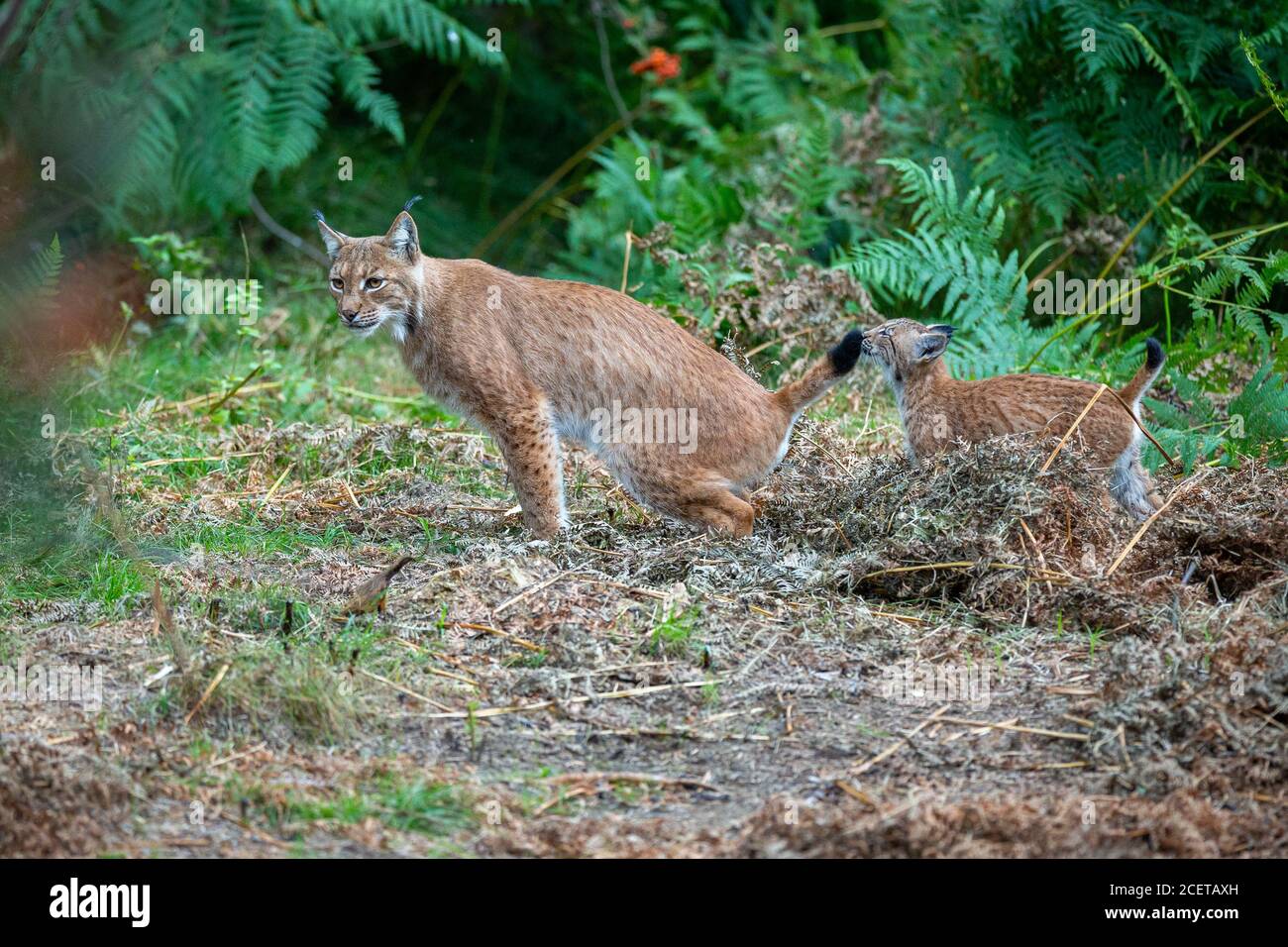 Beautiful and endangered lynx in the nature habitat Stock Photo - Alamy