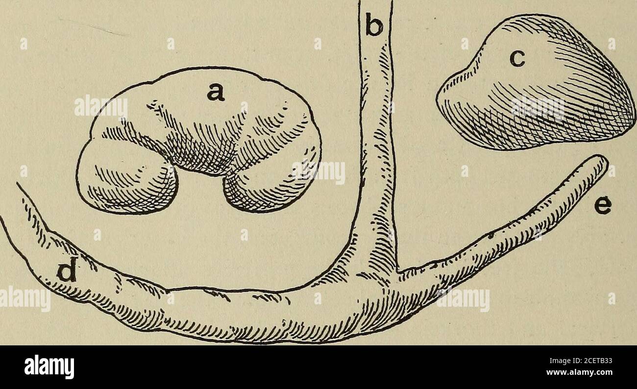 . Postmortem pathology; a manual of the technic of post-mortem ...