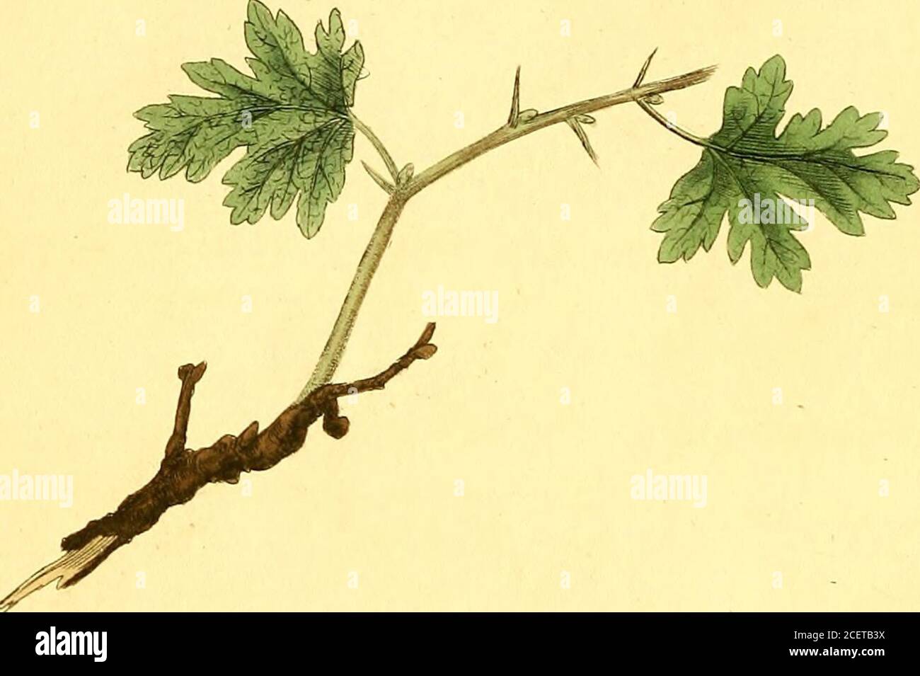 . The natural history of British insects : explaining them in their ...