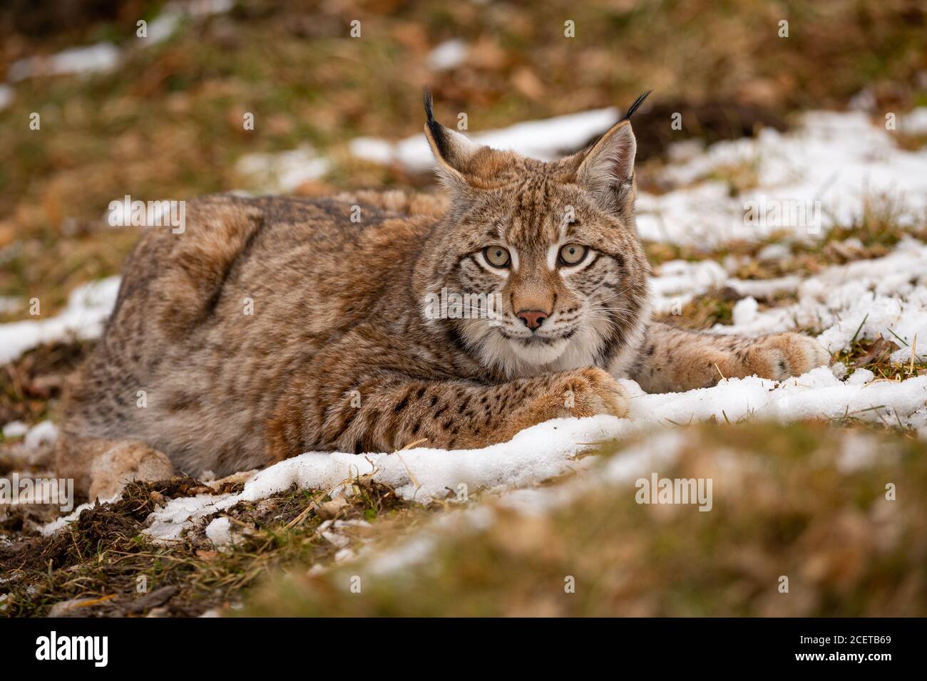 Beautiful and endangered lynx in the nature habitat Stock Photo - Alamy