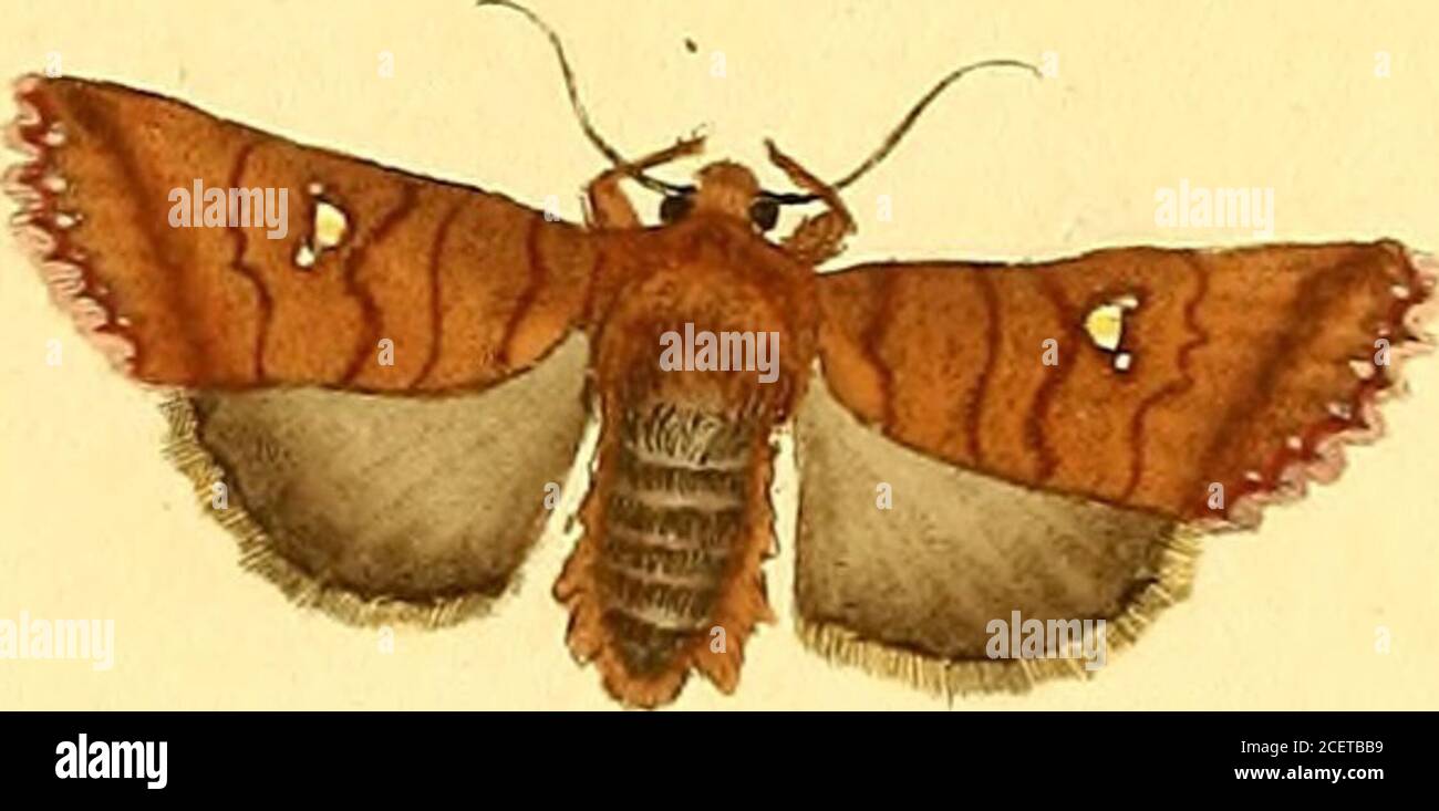 . The natural history of British insects : explaining them in their ...