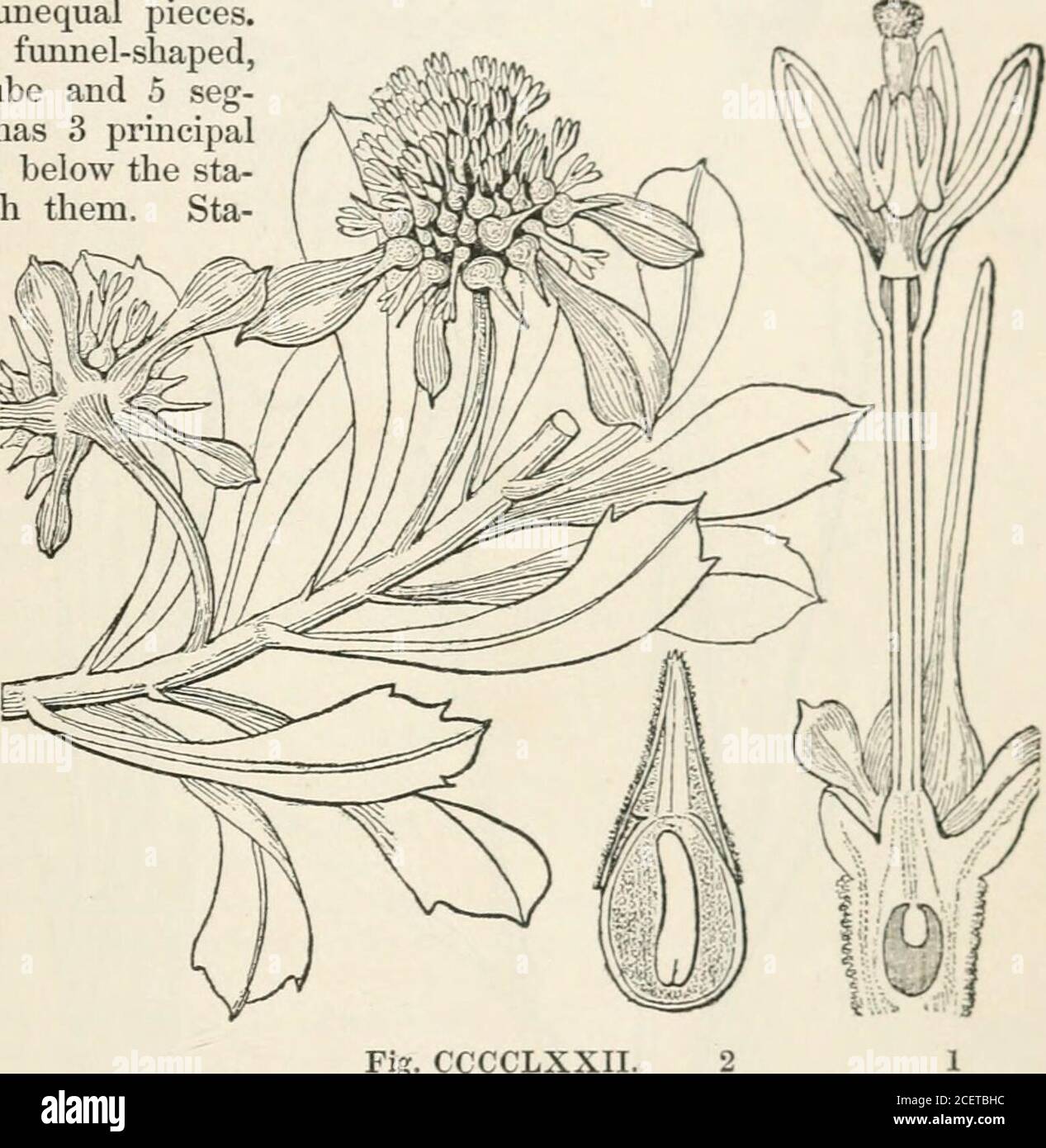 . The vegetable kingdom : or, The structure, classification, and uses ...