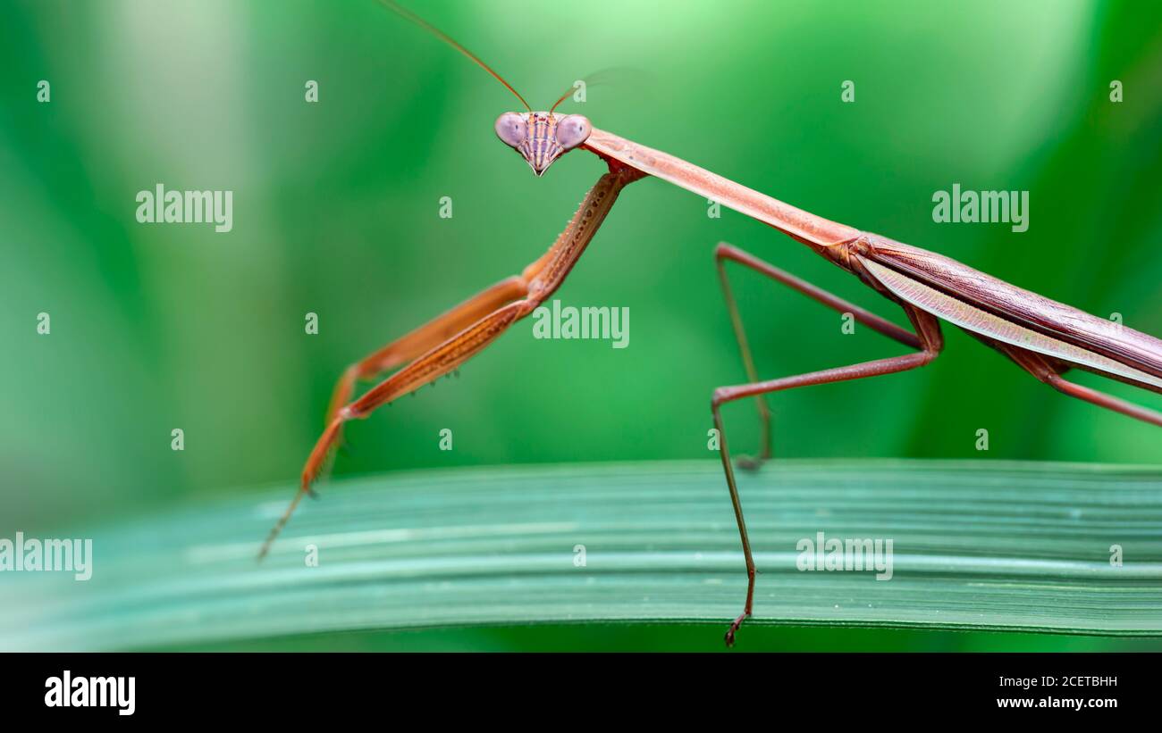 gracious praying mantis on a leaf, slim and fragile insect but dreadful ...