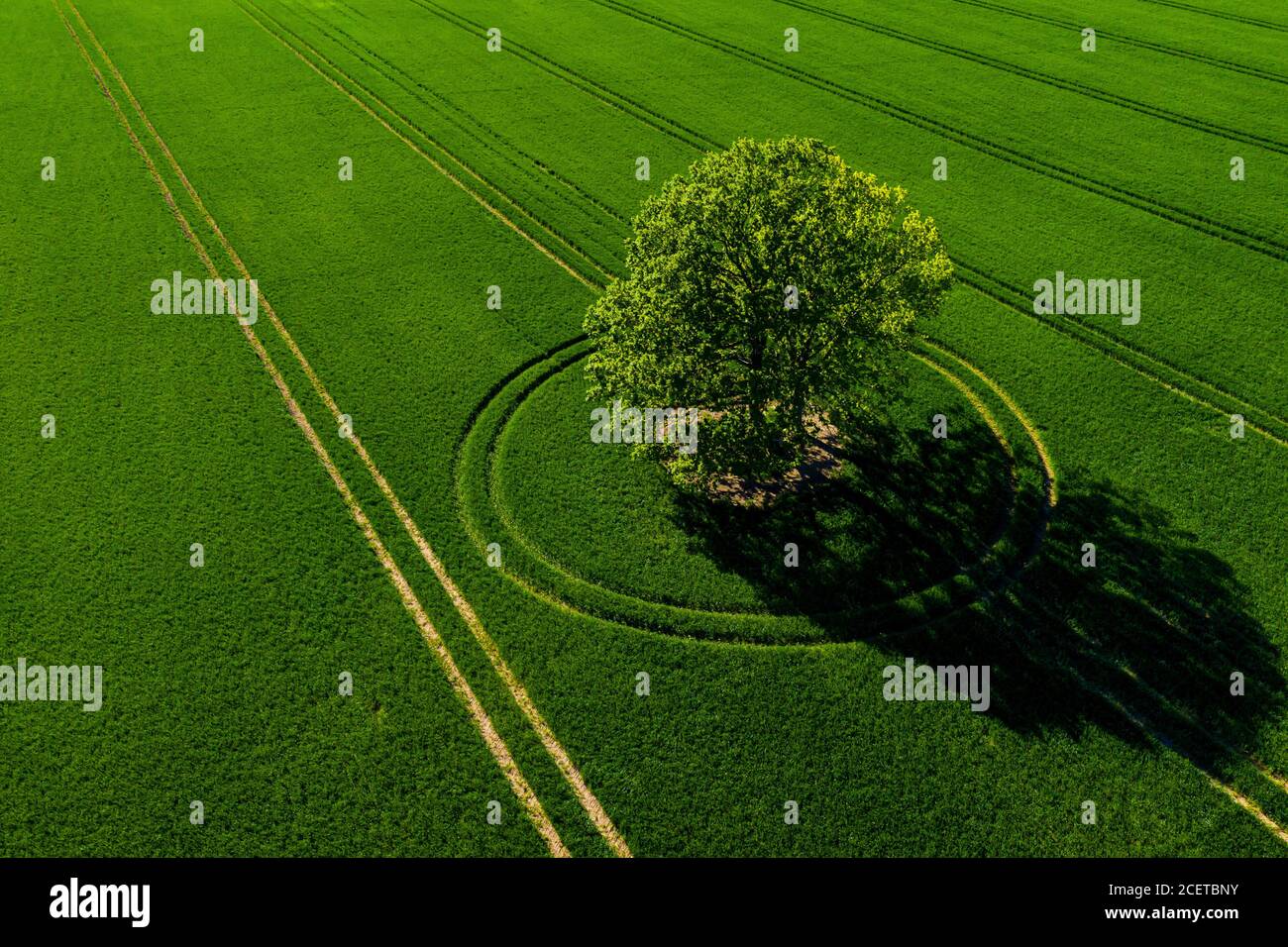wonderful view from above on lonely tree in a green field, perfect ...