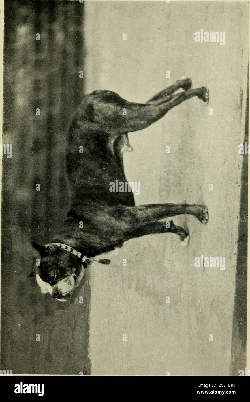 . The encyclopaedia of the kennel : a complete manual of the dog, its ...