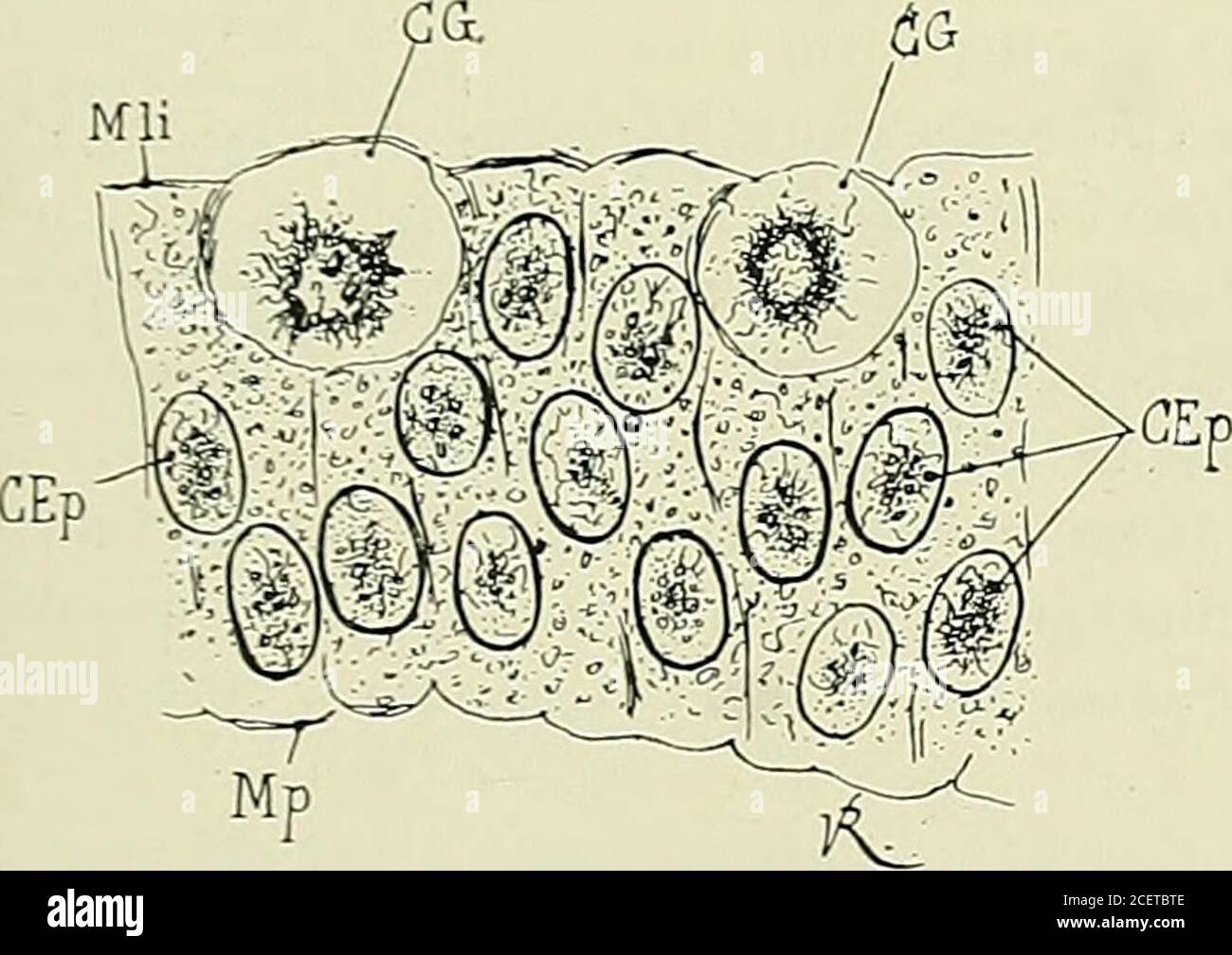 Anatomie des cellules hi-res stock photography and images - Alamy