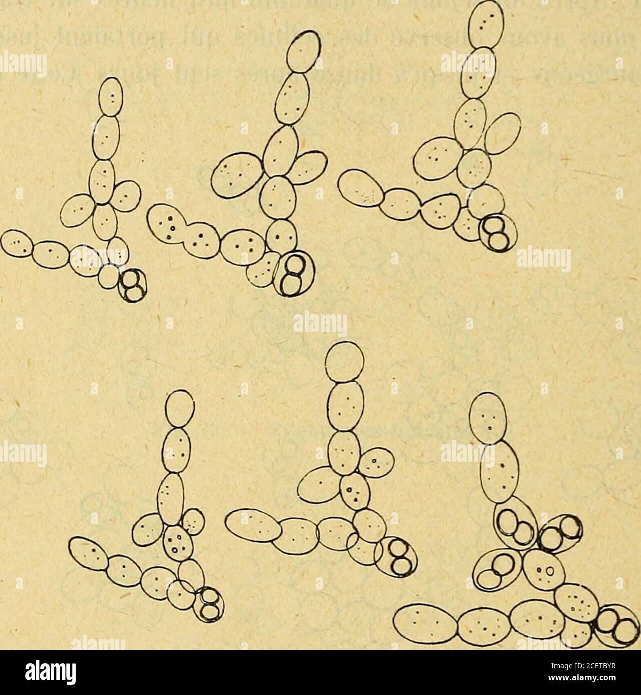 Importance biologique hi-res stock photography and images - Alamy