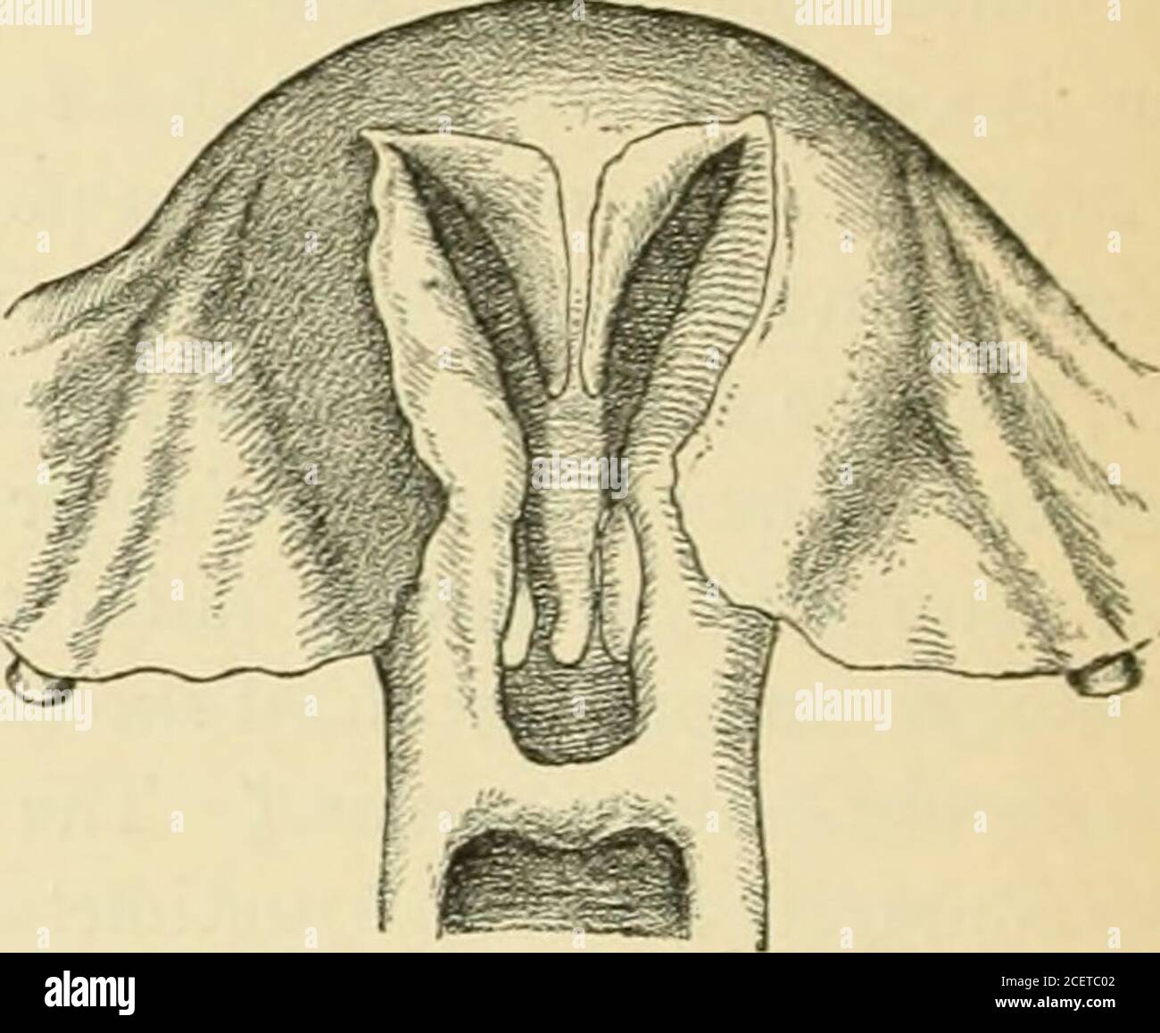 . An American text-book of obstetrics. For practitioners and students ...