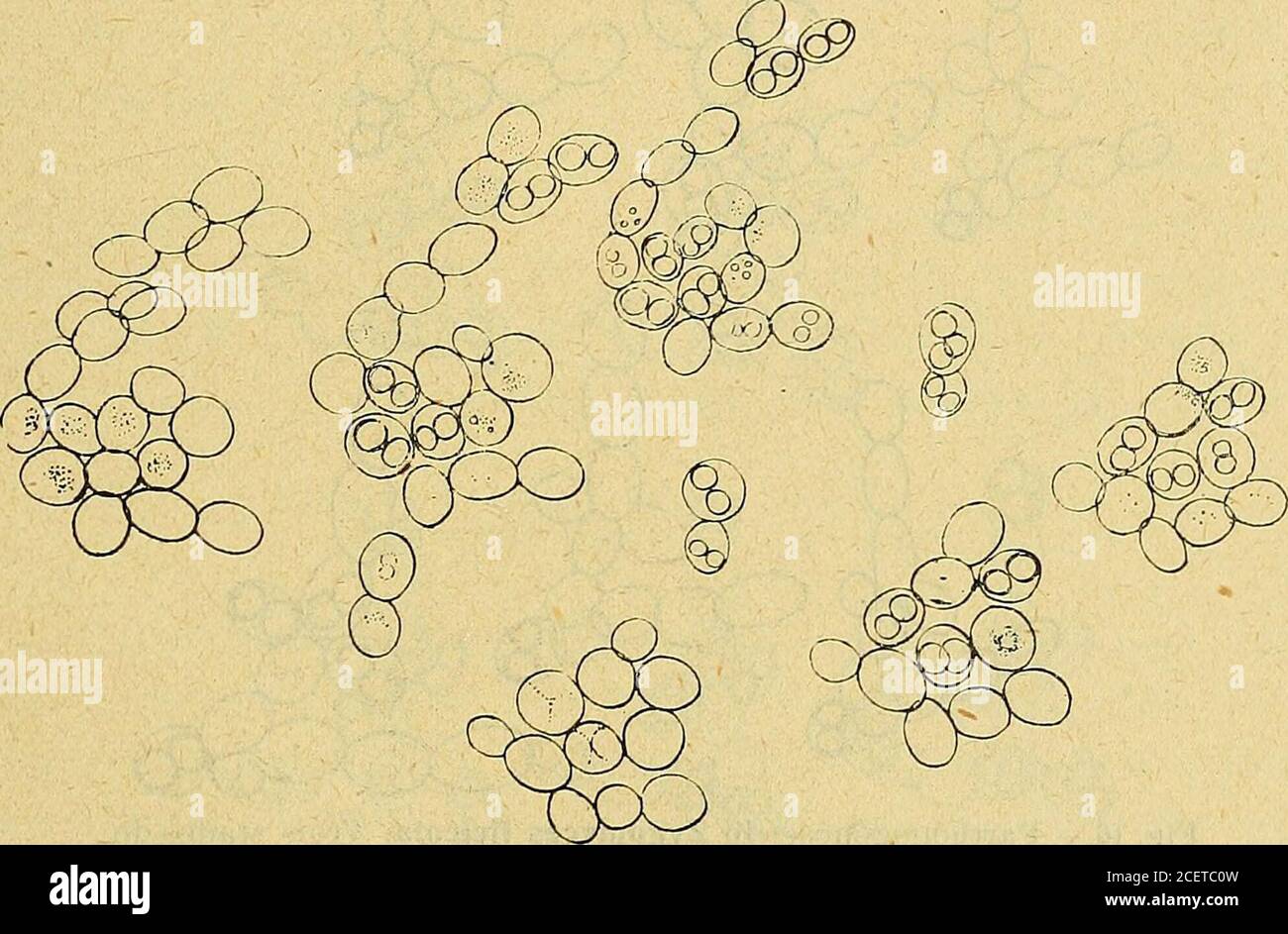 Levures microscope hi-res stock photography and images - Alamy