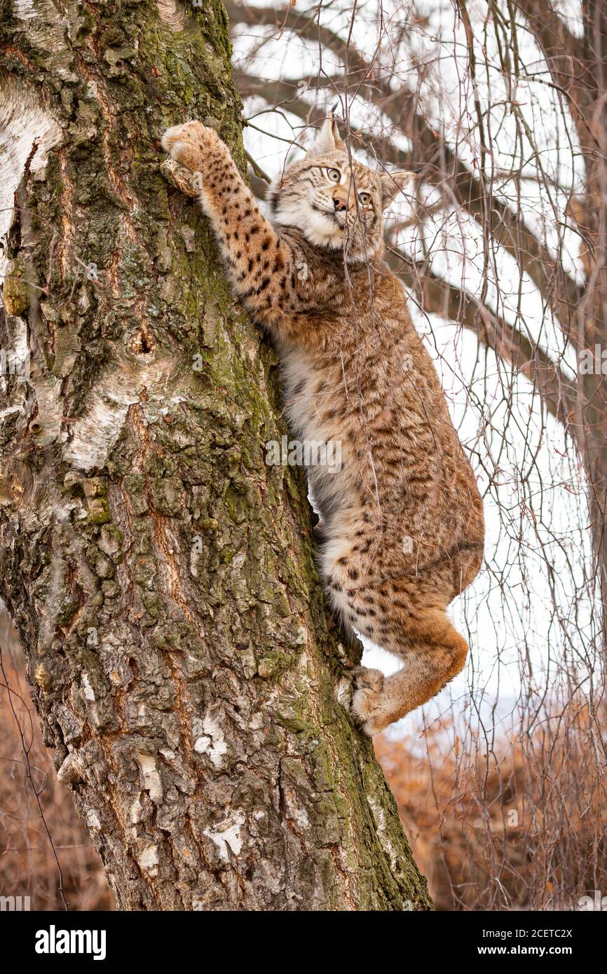 Beautiful and endangered lynx in the nature habitat Stock Photo - Alamy