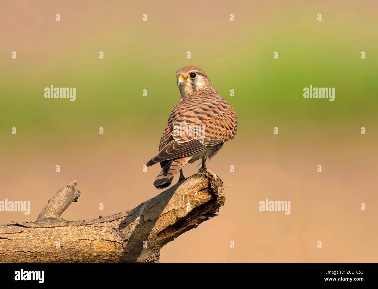 black shouldered kite, shikra, falcon, eagle, osprey , kestrel and ...