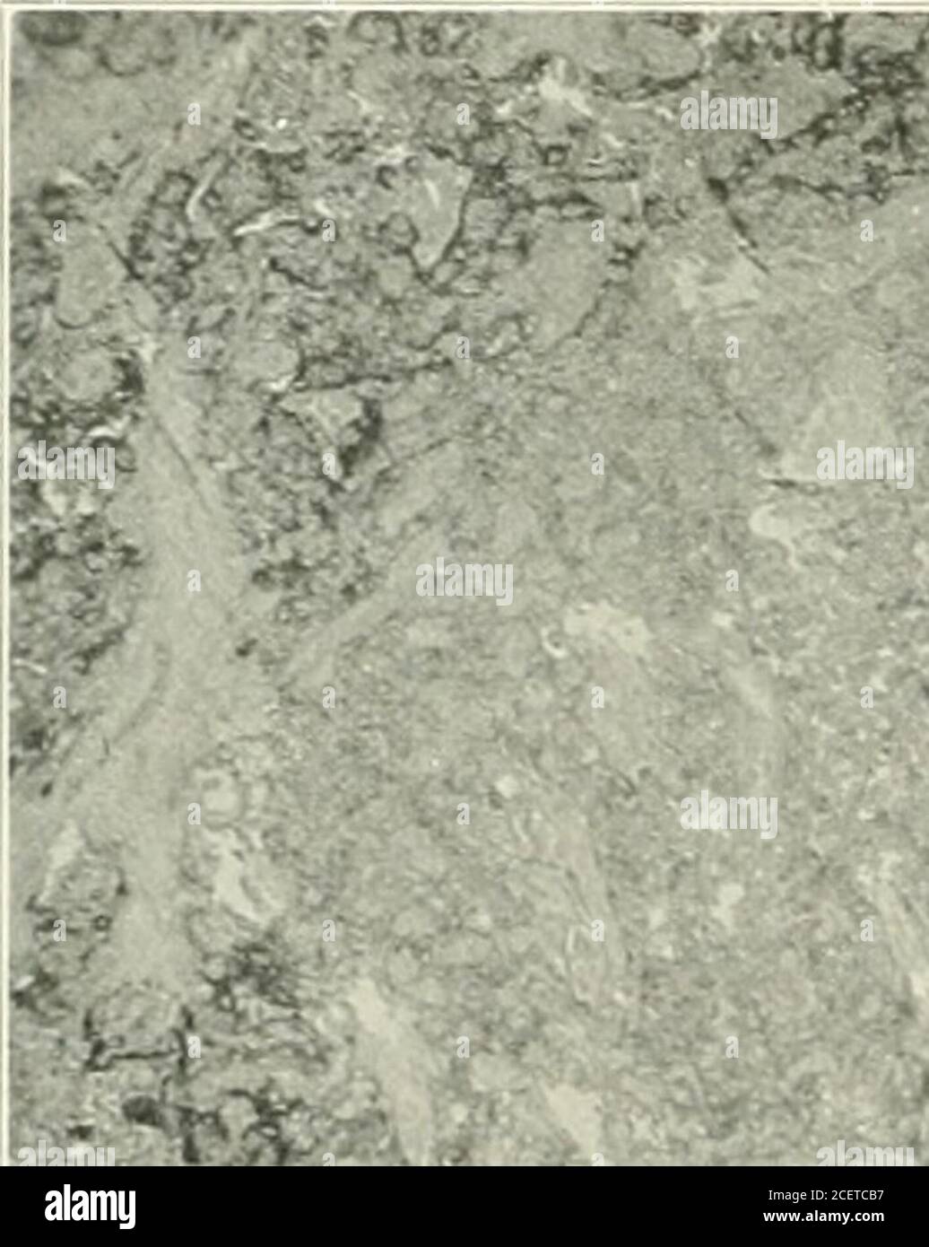 . American journal of obstetrics and gynecology Stock Photo - Alamy