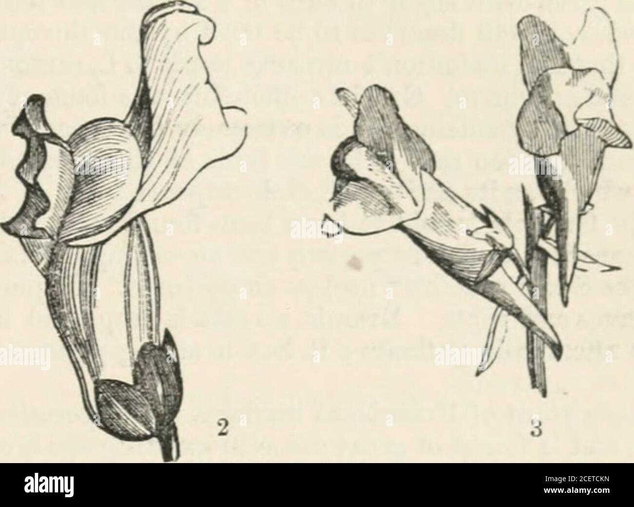 . The vegetable kingdom : or, The structure, classification, and uses ...