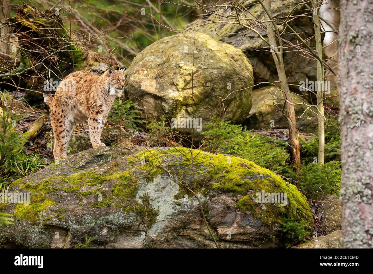 Beautiful and endangered lynx in the nature habitat Stock Photo - Alamy