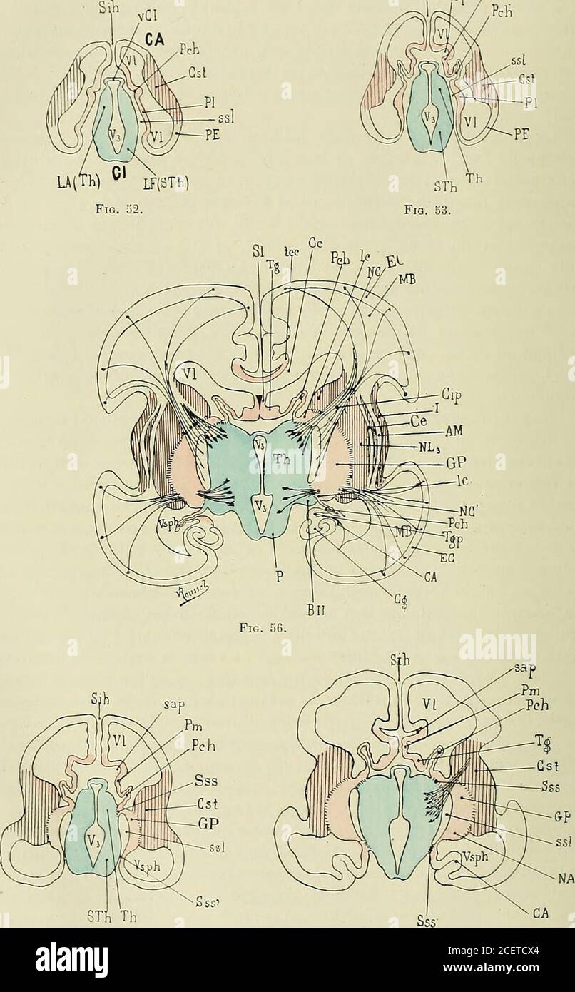 . Anatomie des centres nerveux. tie intra-ventricu-laire, le noyau ...