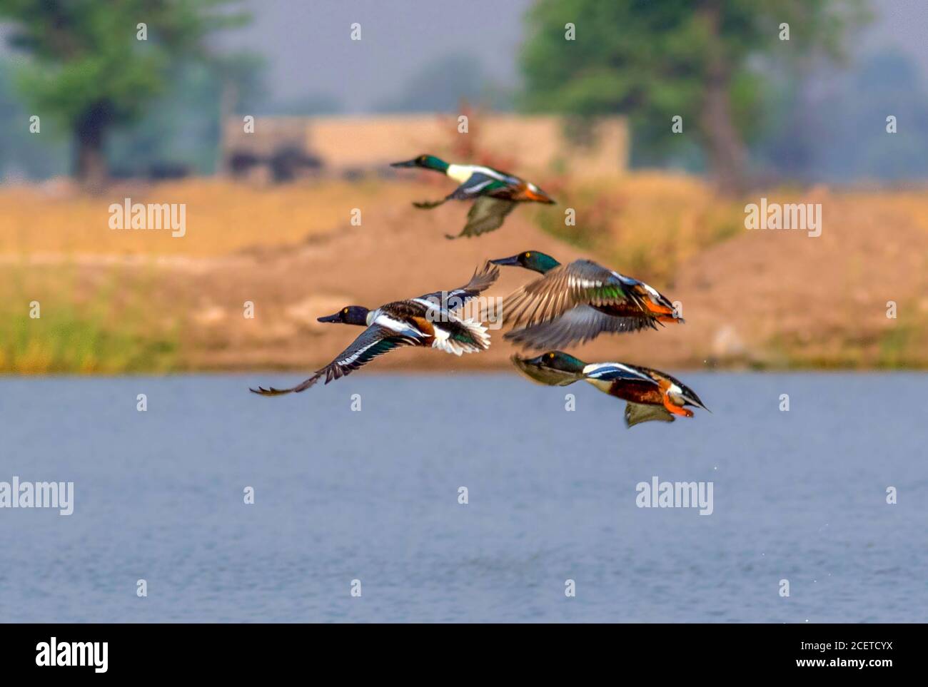 ducks , mallard, northern shoveler and other ducks in Pakistan Stock ...