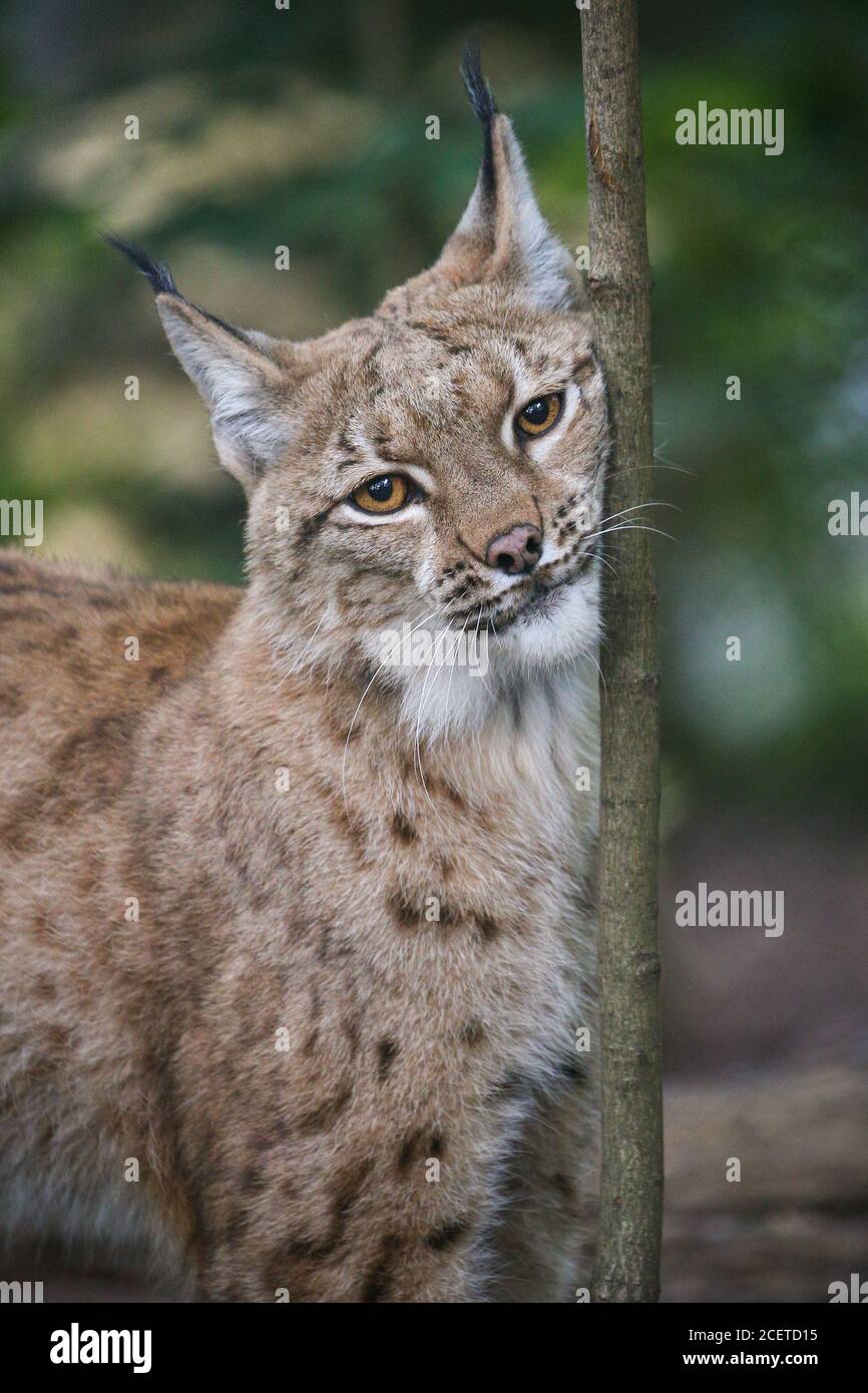 Beautiful and endangered lynx in the nature habitat Stock Photo - Alamy