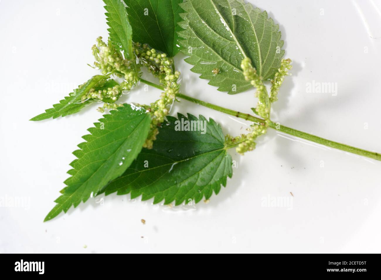 Top view of a Common Nettle Stock Photo - Alamy