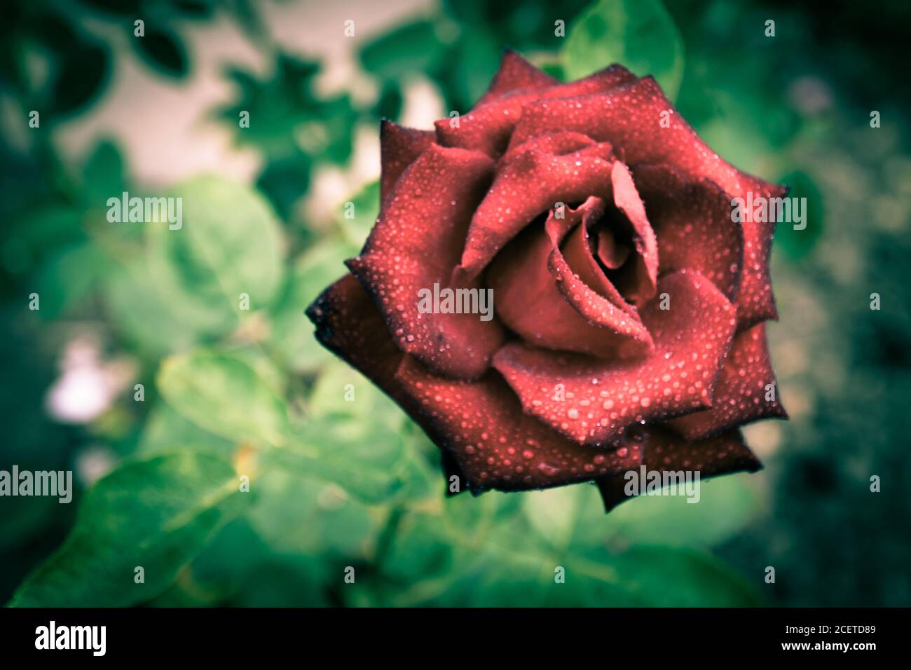 Beautiful roses of different colors with water drops Stock Photo - Alamy