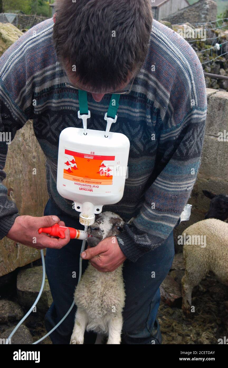 Dales farmer doses a lamb with worm treatment; Yorkshire Dales UK Stock ...
