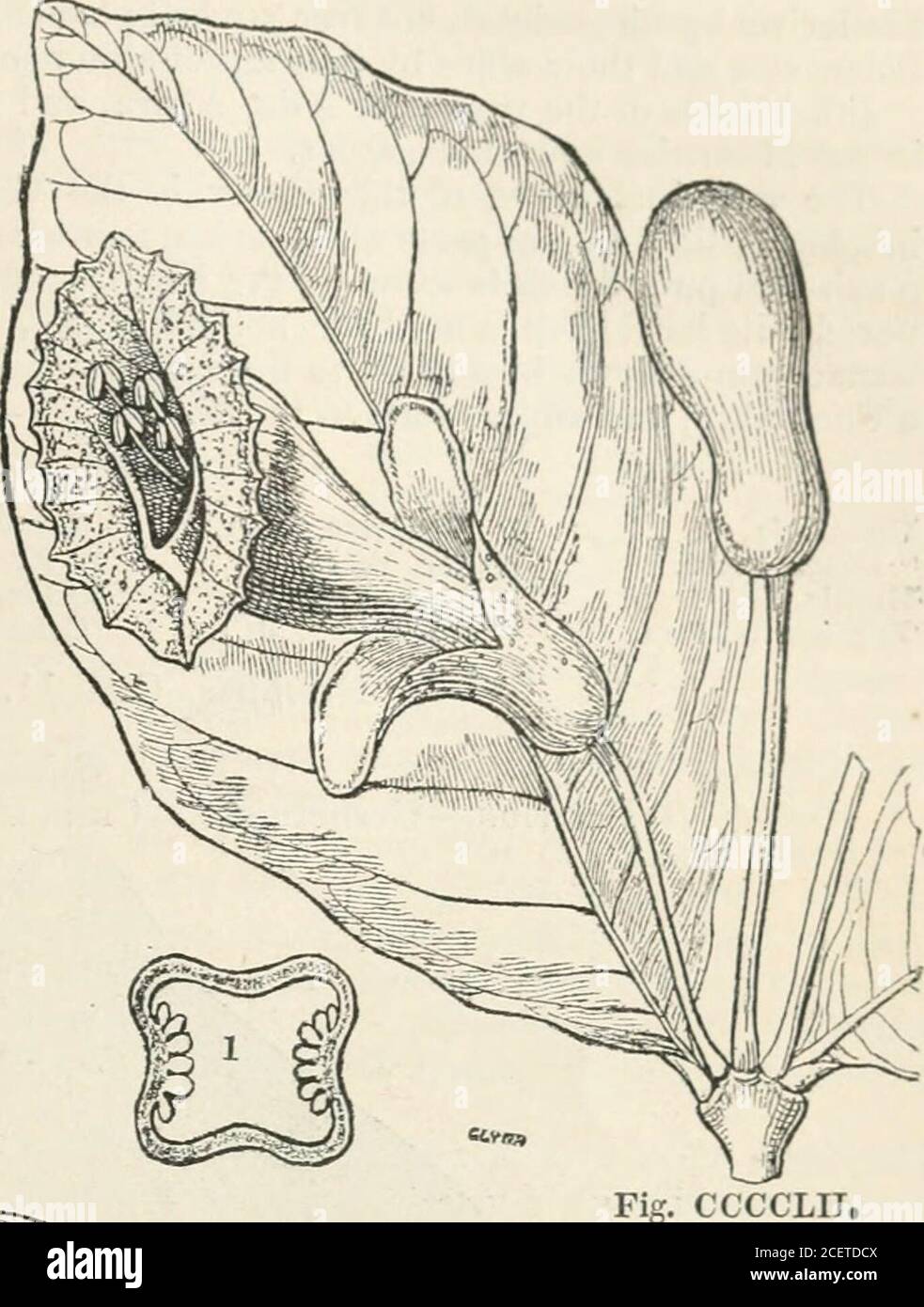 Fruit cell structure hi-res stock photography and images - Alamy