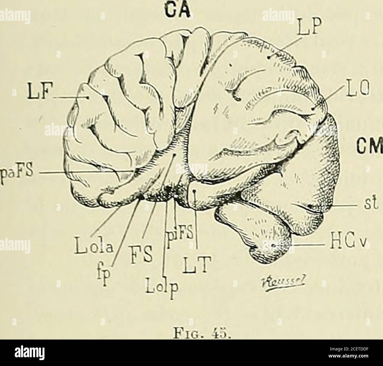 . Anatomie des centres nerveux. dans lacavité ventriculaire ...