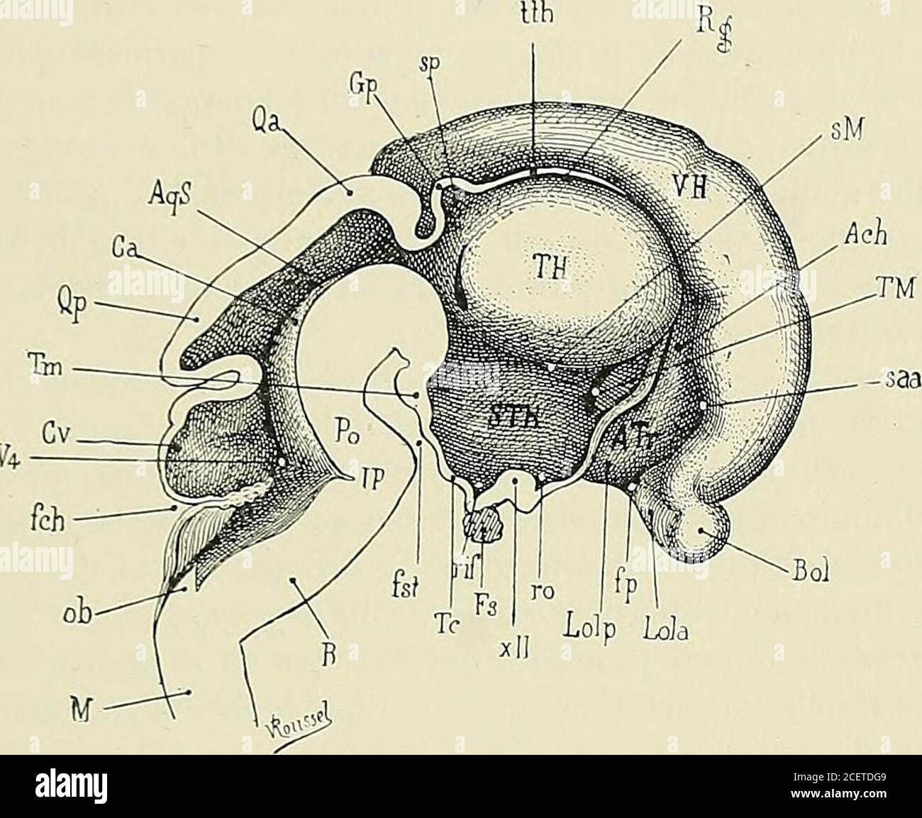 . Anatomie des centres nerveux. erticule sous-pinéal. — tb, trou borgne ...