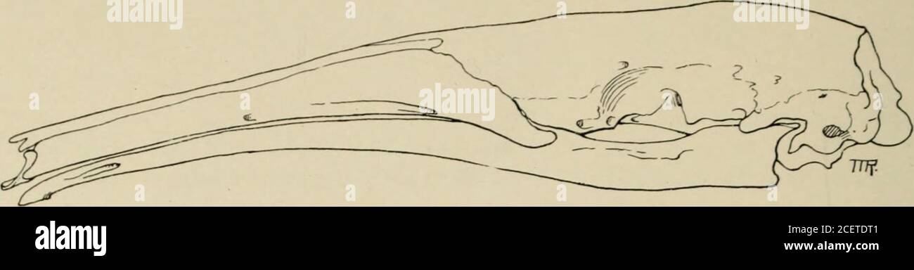 Aye aye finger hi-res stock photography and images - Alamy