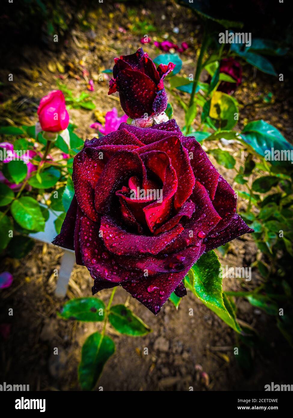Beautiful roses of different colors with water drops Stock Photo - Alamy