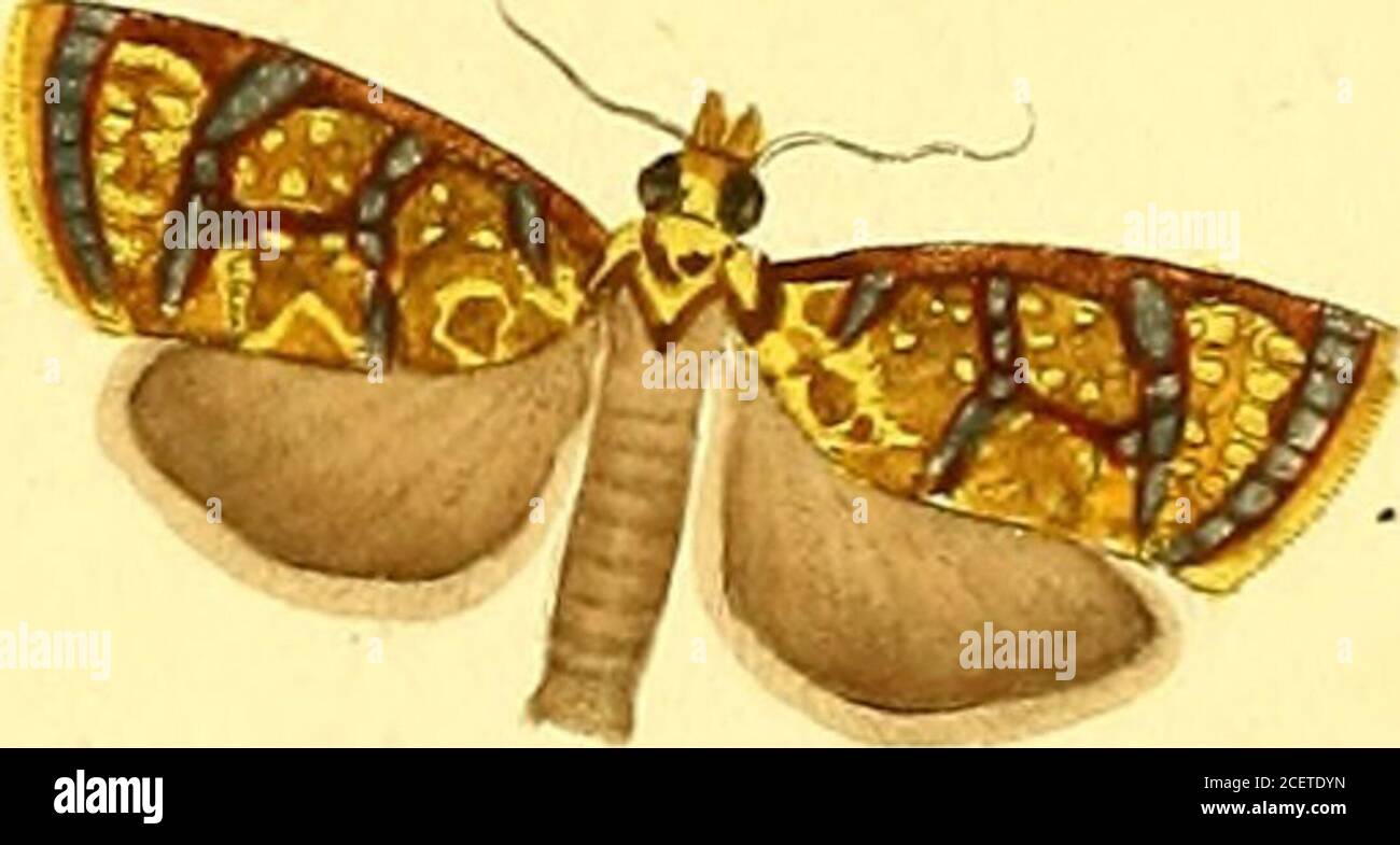 . The natural history of British insects : explaining them in their ...