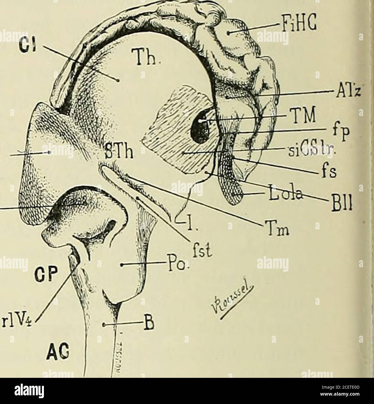 Le cerveau humain hi-res stock photography and images - Alamy